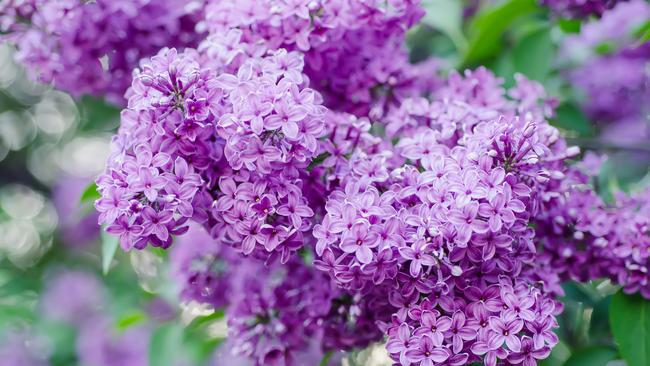 Jorgovan / Balkan mu je domovina: Nije otrovan, već vrlo ljekovit ...