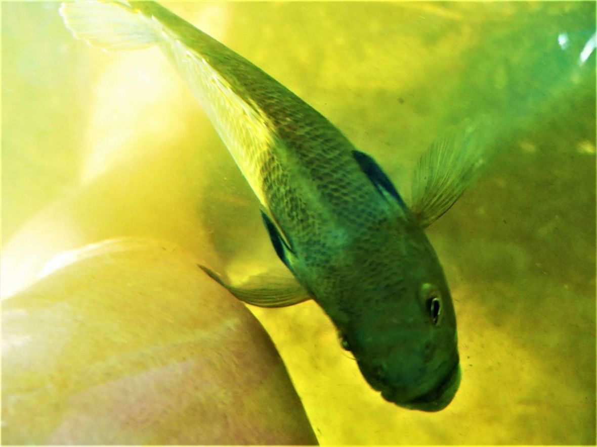 Jako neobično prijateljstvo: Riba iz jezera i žena već pet godina ...